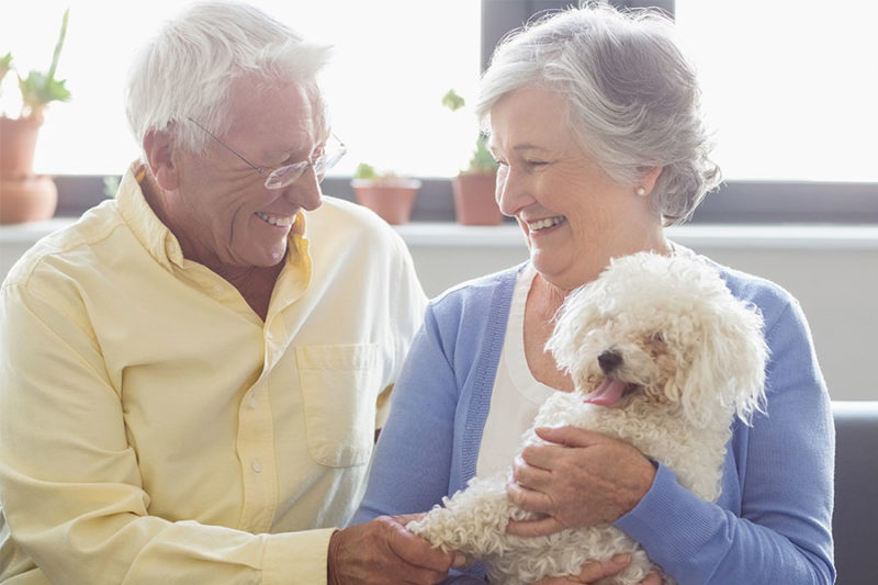 Discover The Best Small Dog Breeds For Seniors And Retirees